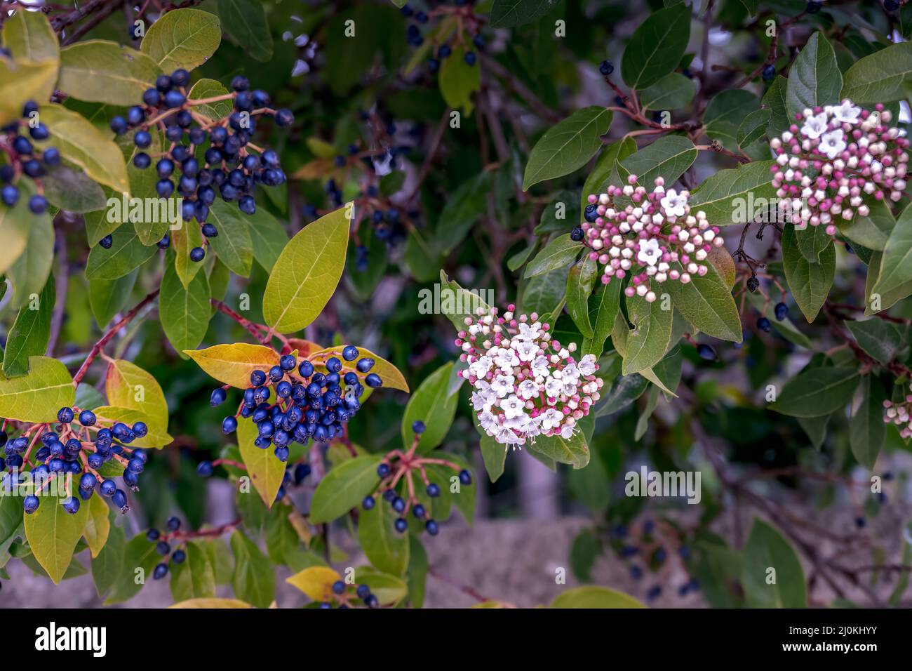 Laurustinus hi-res stock photography and images - Alamy