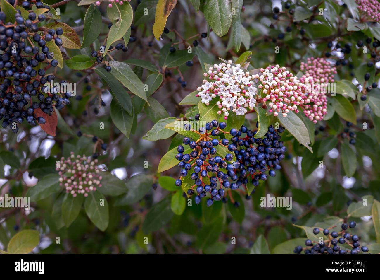 Laurustinus hi-res stock photography and images - Alamy