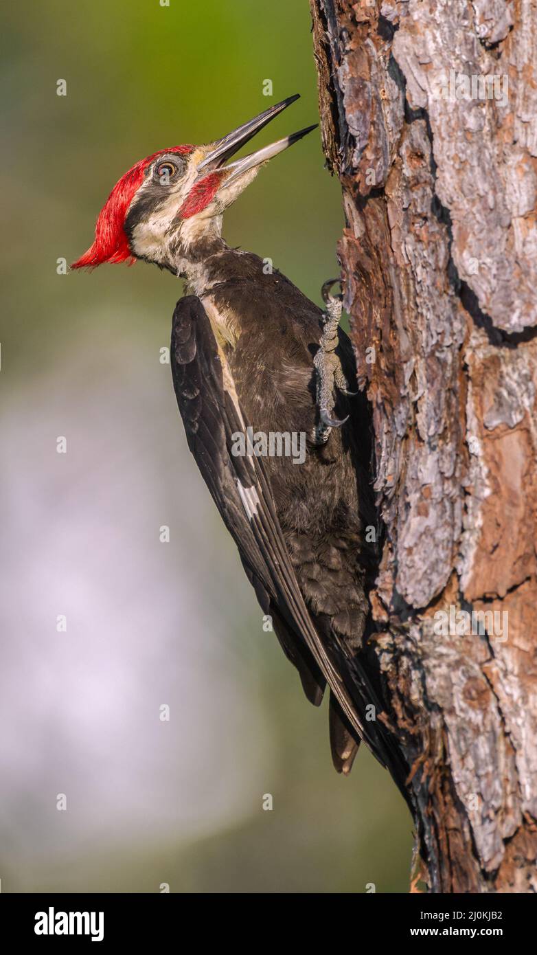 Photography of woodpeckers hi-res stock photography and images - Alamy