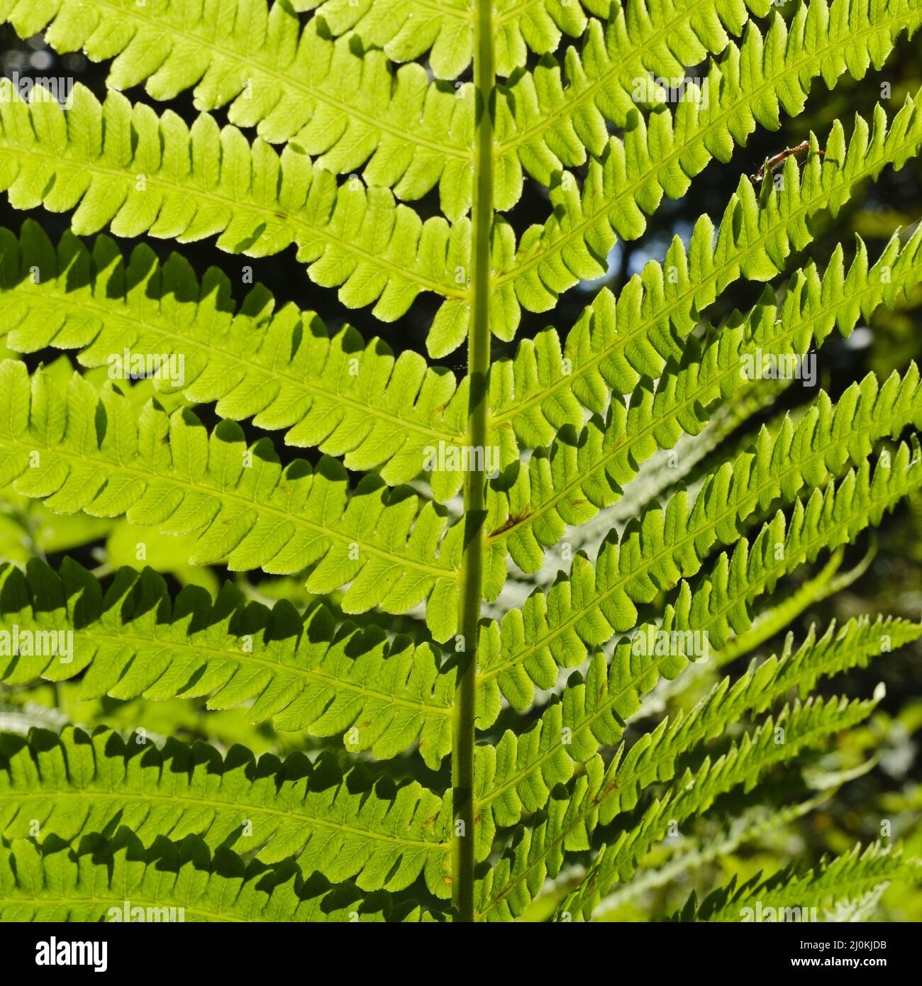 Male wood fern hi-res stock photography and images - Alamy
