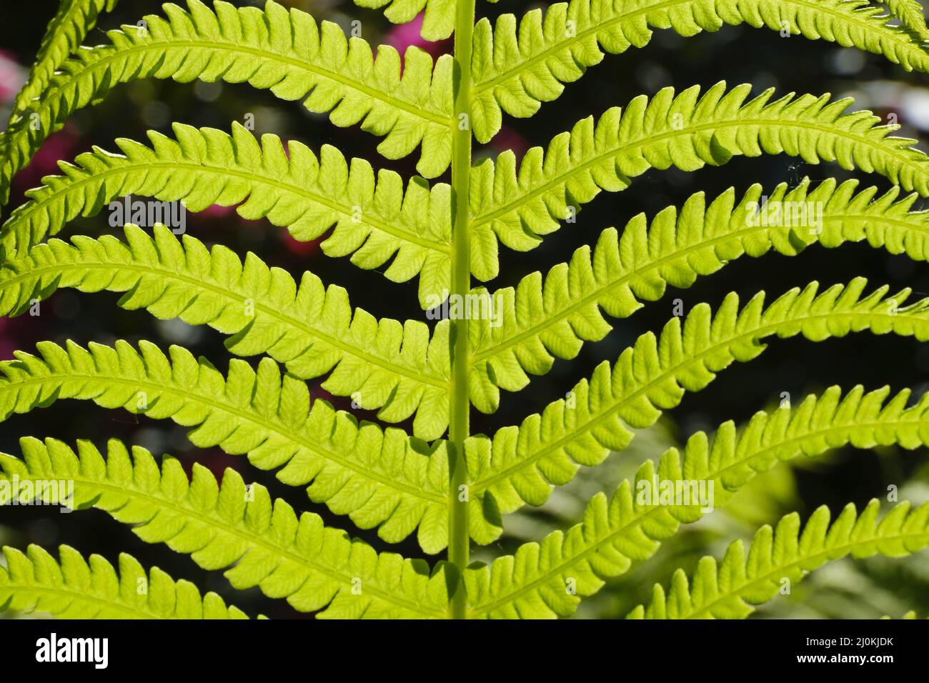 Male wood fern hi-res stock photography and images - Alamy