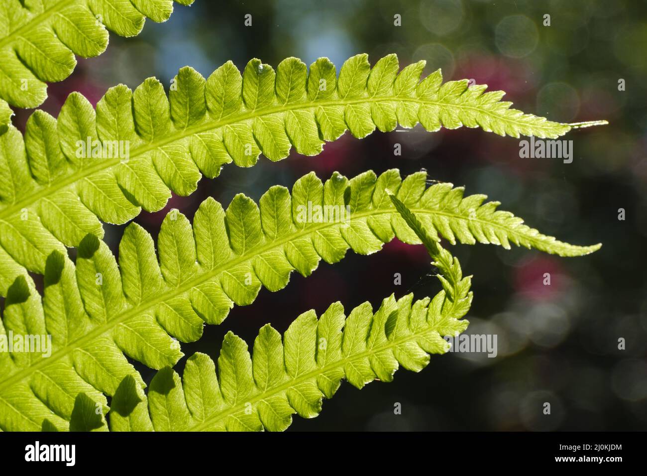 Male fern hi-res stock photography and images - Alamy