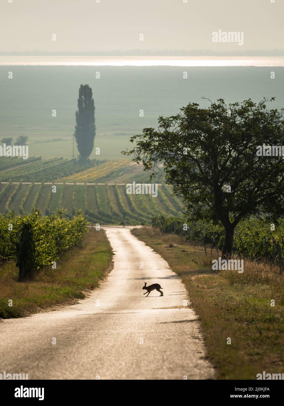 Rabbit crossing hi-res stock photography and images - Alamy