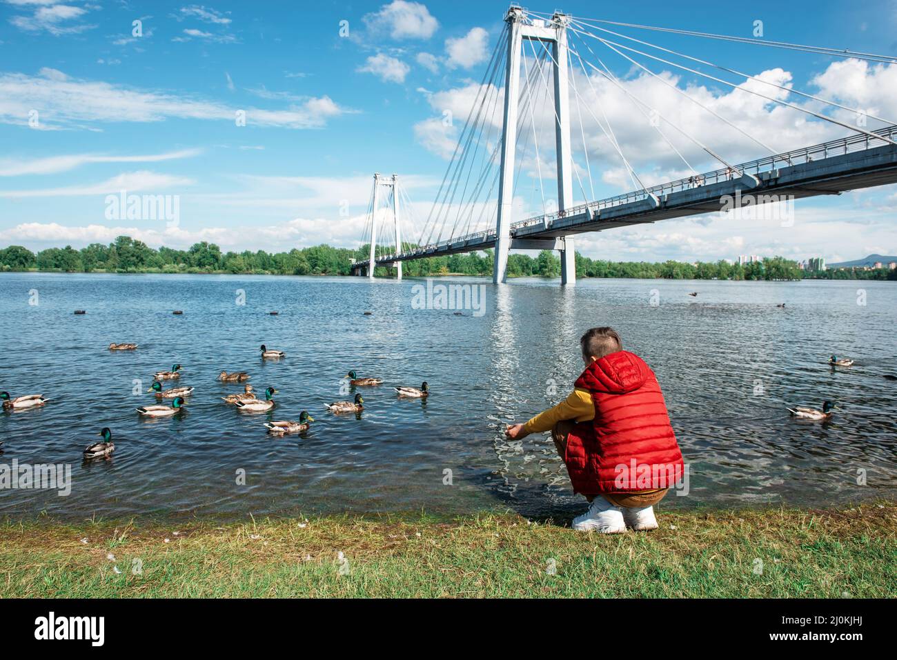 Boy feeding ducks Stock Photo - Alamy