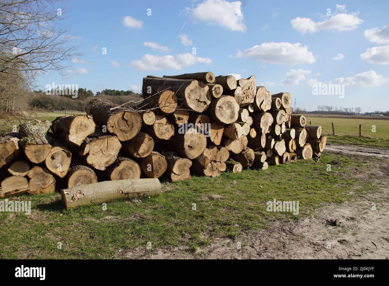 Harvesting of firewood or timber wood industry. A pile of sawn tree ...
