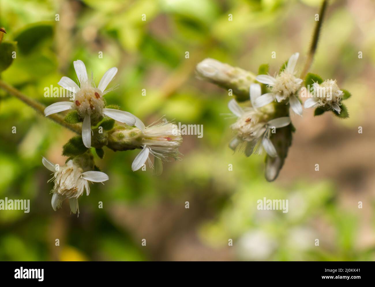 Tall whitetop hi-res stock photography and images - Alamy