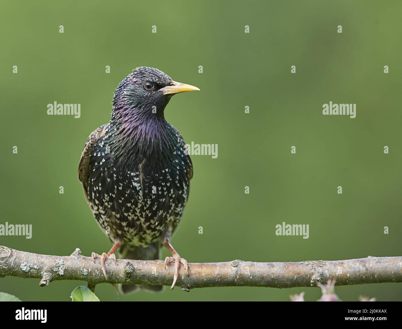 Star birds hi-res stock photography and images - Alamy