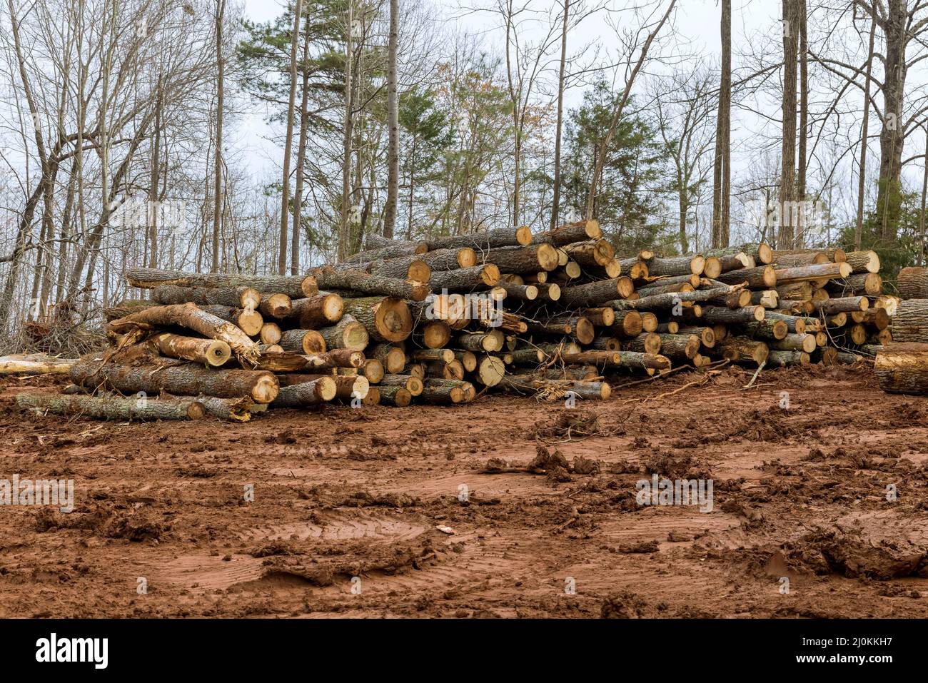 Trees chopped and stacked with preparation land new residential ...