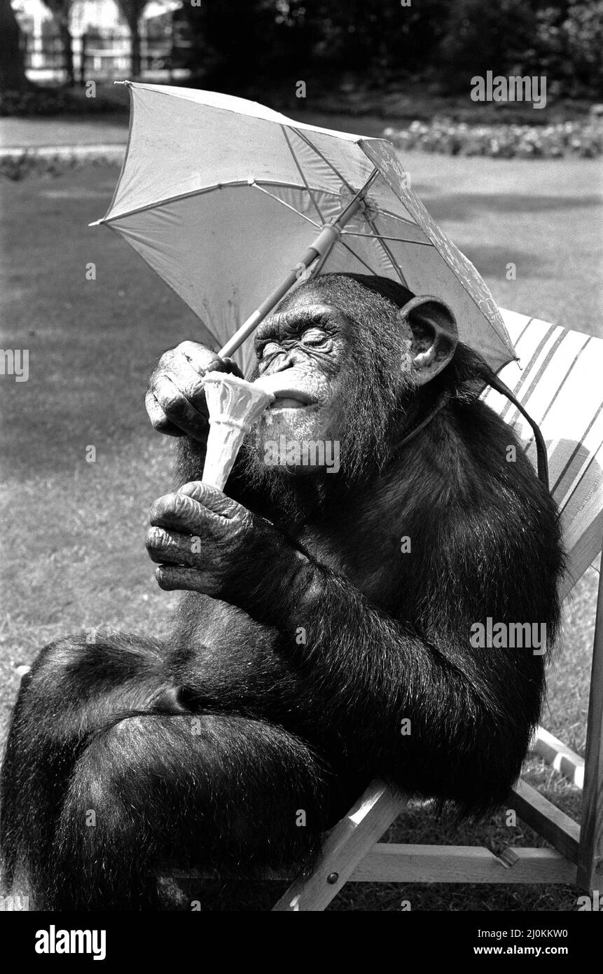 A Chimpanzee at Twycross Zoo embracing the Summer weather with an ice ...