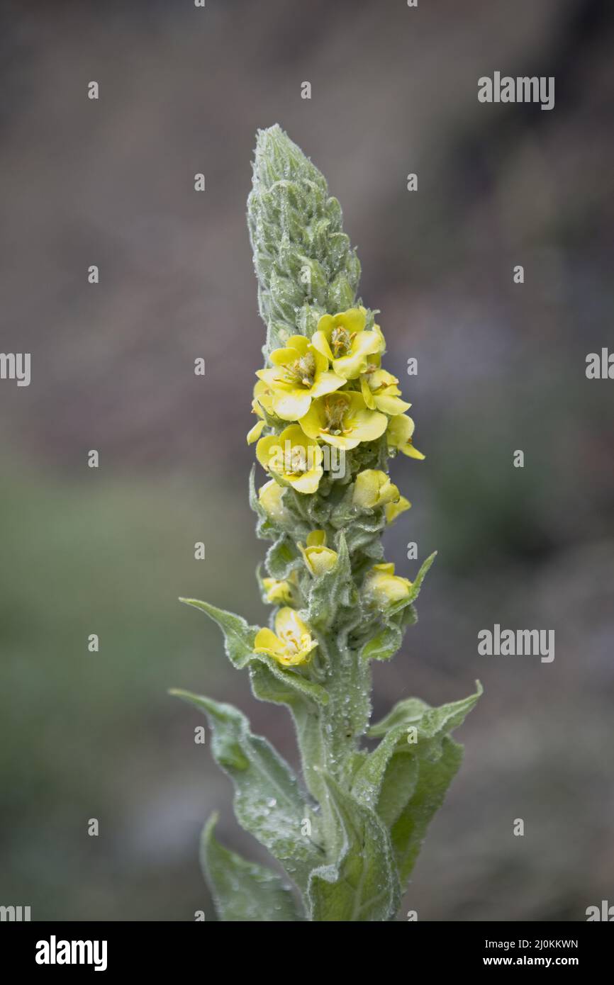 The flowers on the Mullein plant Stock Photo - Alamy