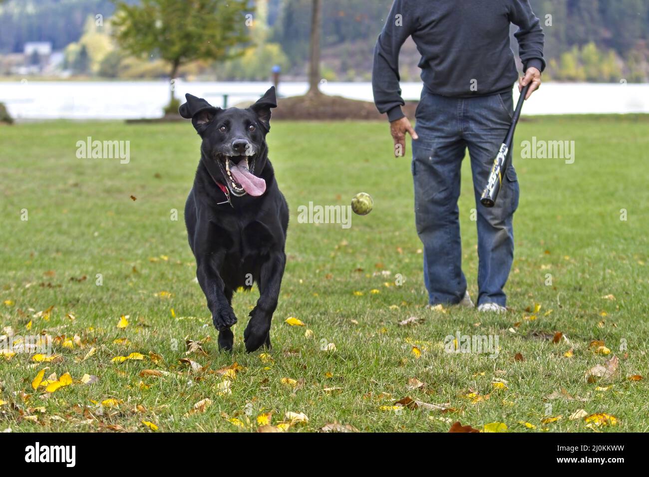 Black lab chasing down the thrown ball Stock Photo - Alamy