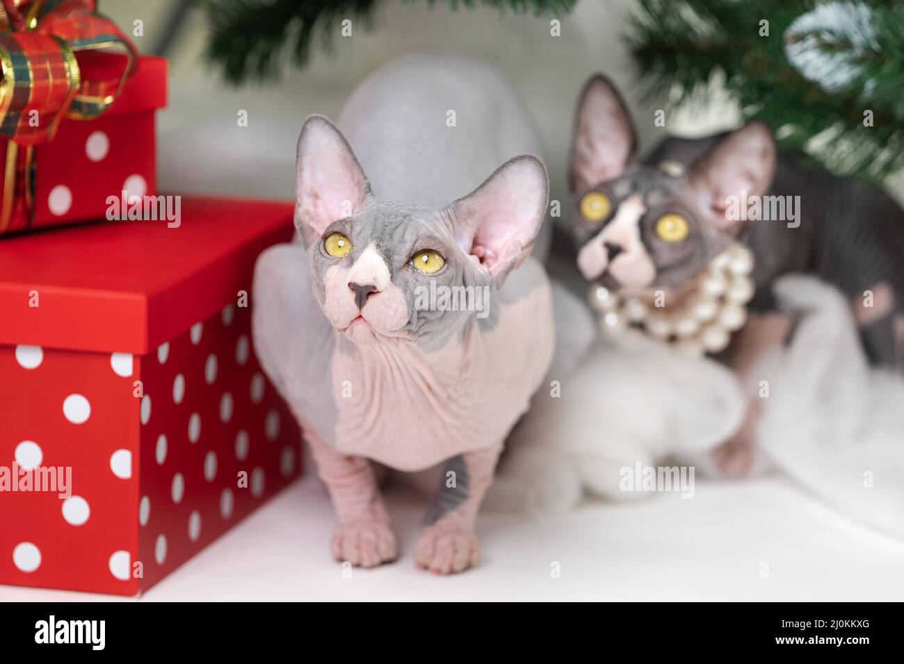 Two Sphynx Cats sitting near Christmas tree with holiday red polka dot ...