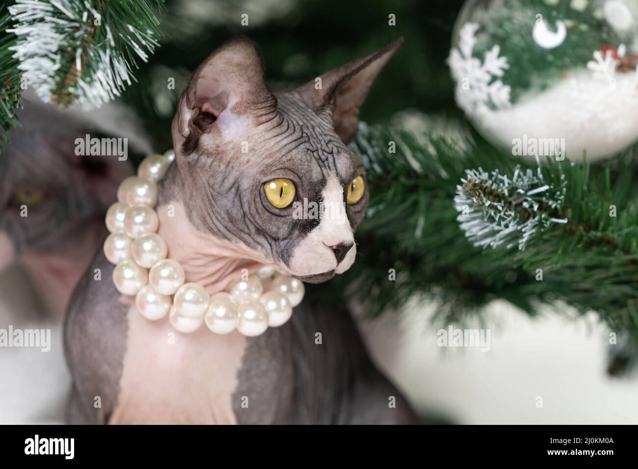 Sphynx cat christmas hi-res stock photography and images - Alamy