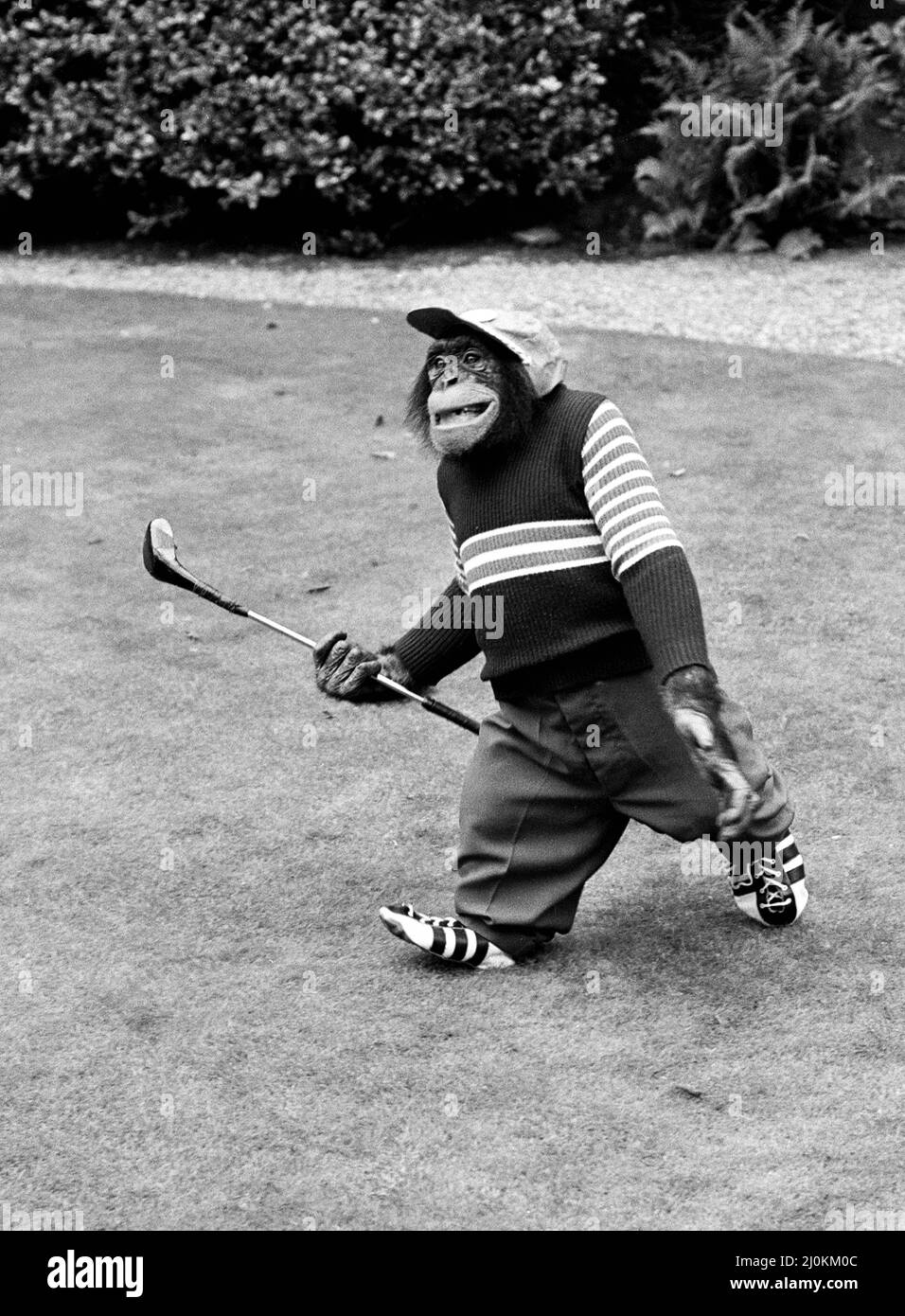 Funny golf Black and White Stock Photos & Images - Alamy