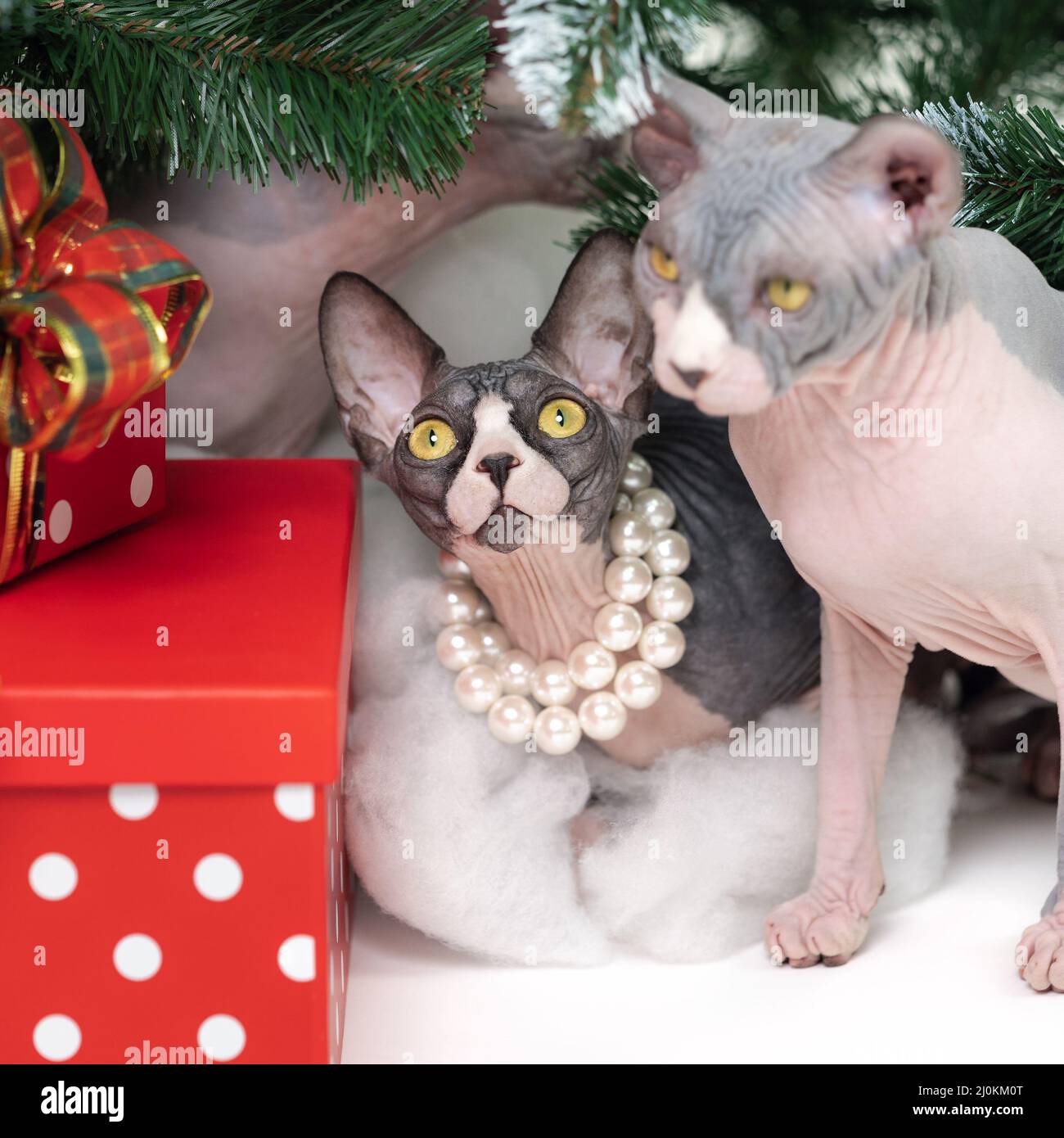 Sphynx cats hi-res stock photography and images - Alamy