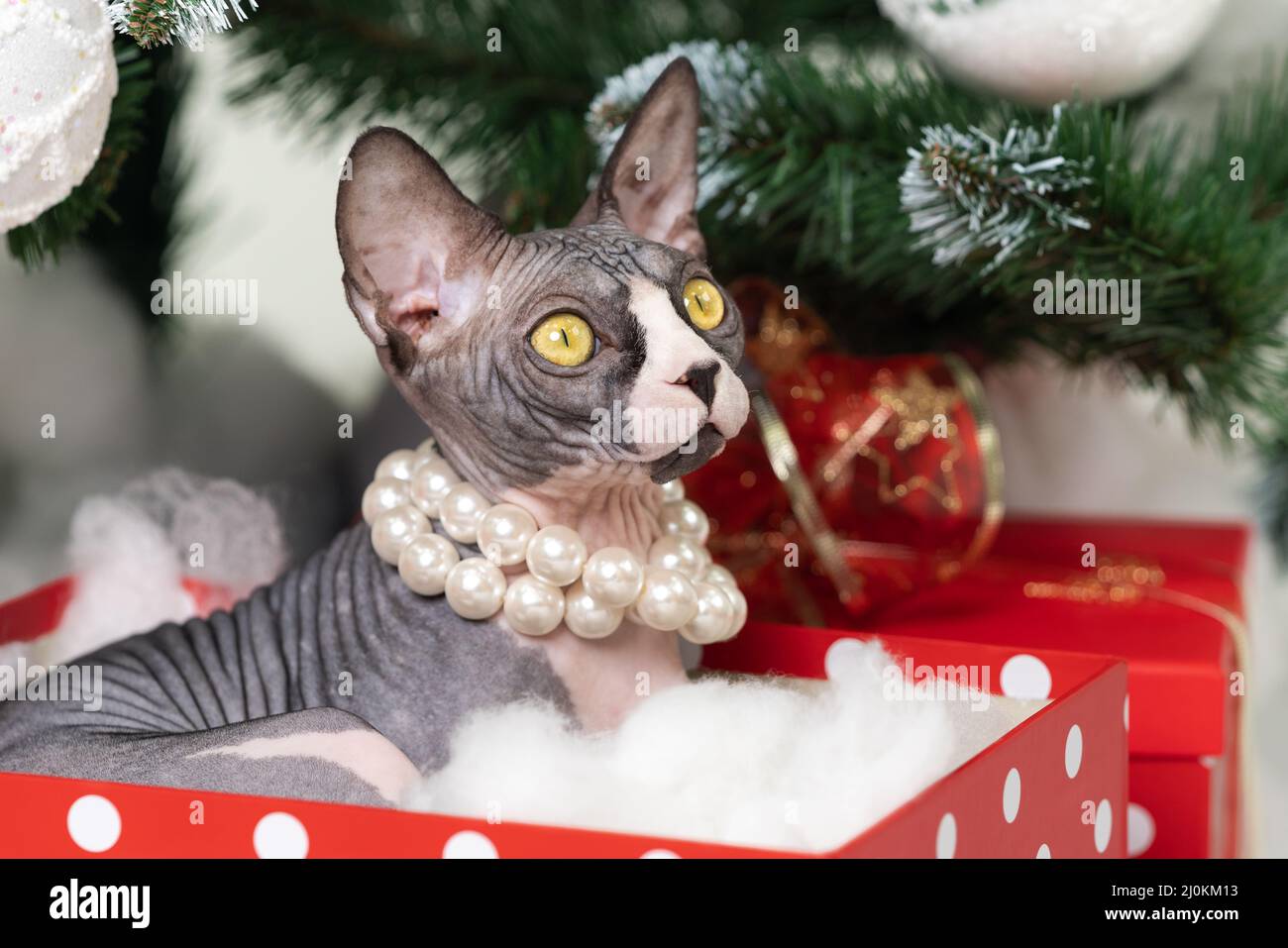Sphynx Cat lying in red polka dot gift box under Christmas tree ...