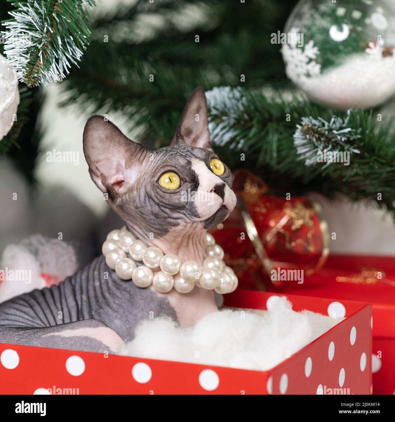 Sphynx Cat lying in red polka dot gift box under Christmas tree. Lovely ...