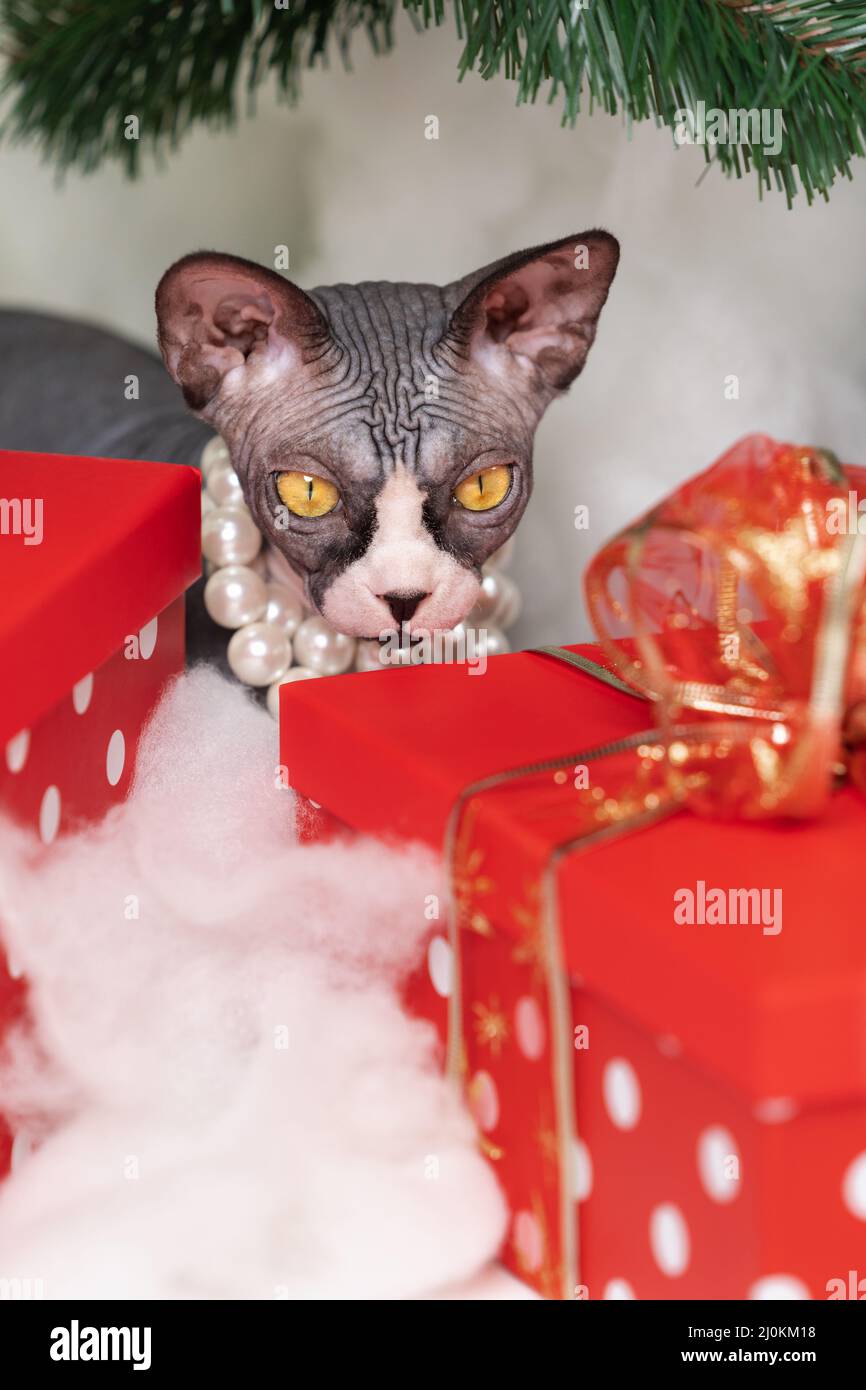 Sphynx cat christmas hi-res stock photography and images - Alamy