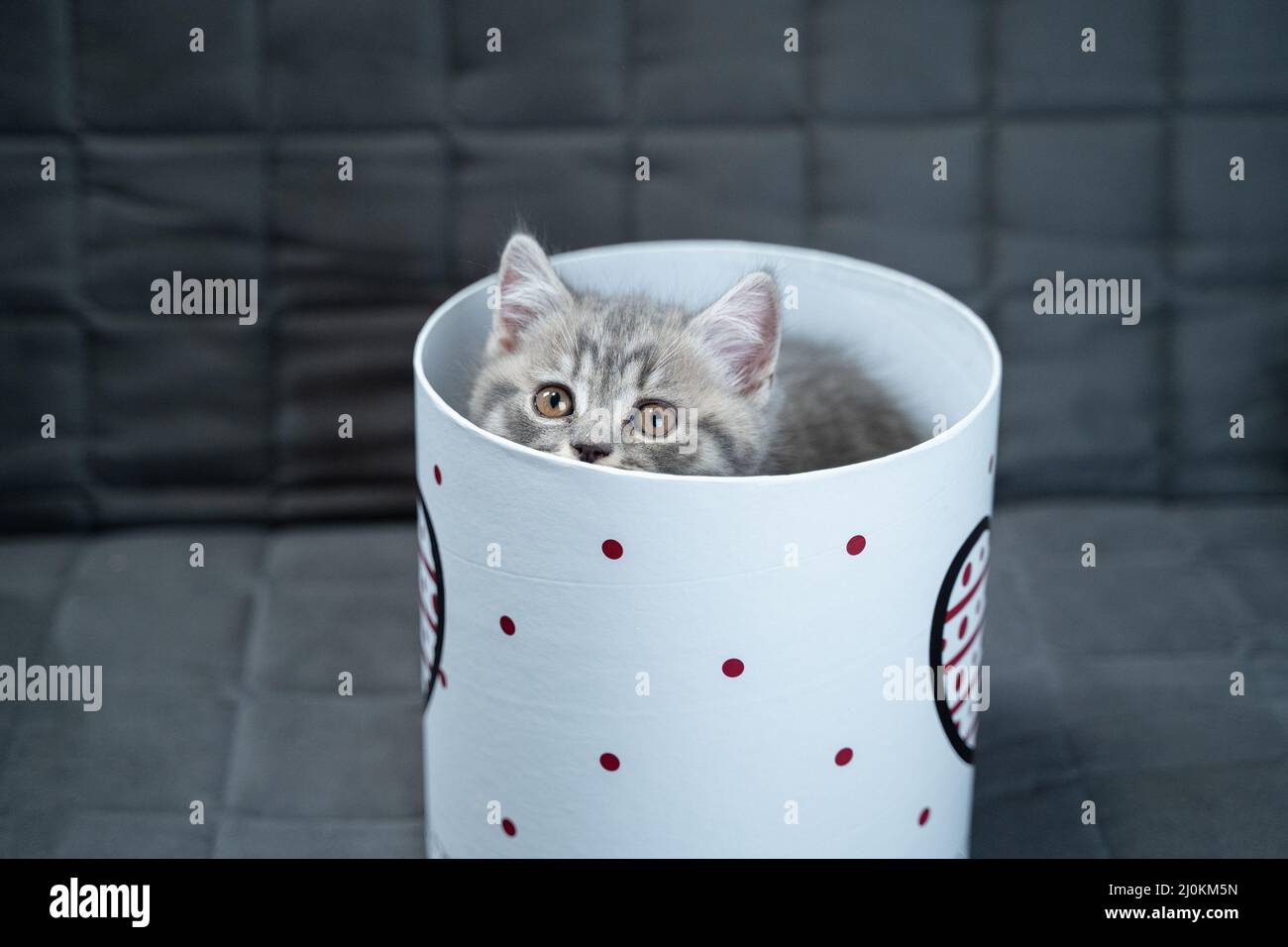 A cheerful kitten plays with a gift box looking in and out of it back ...