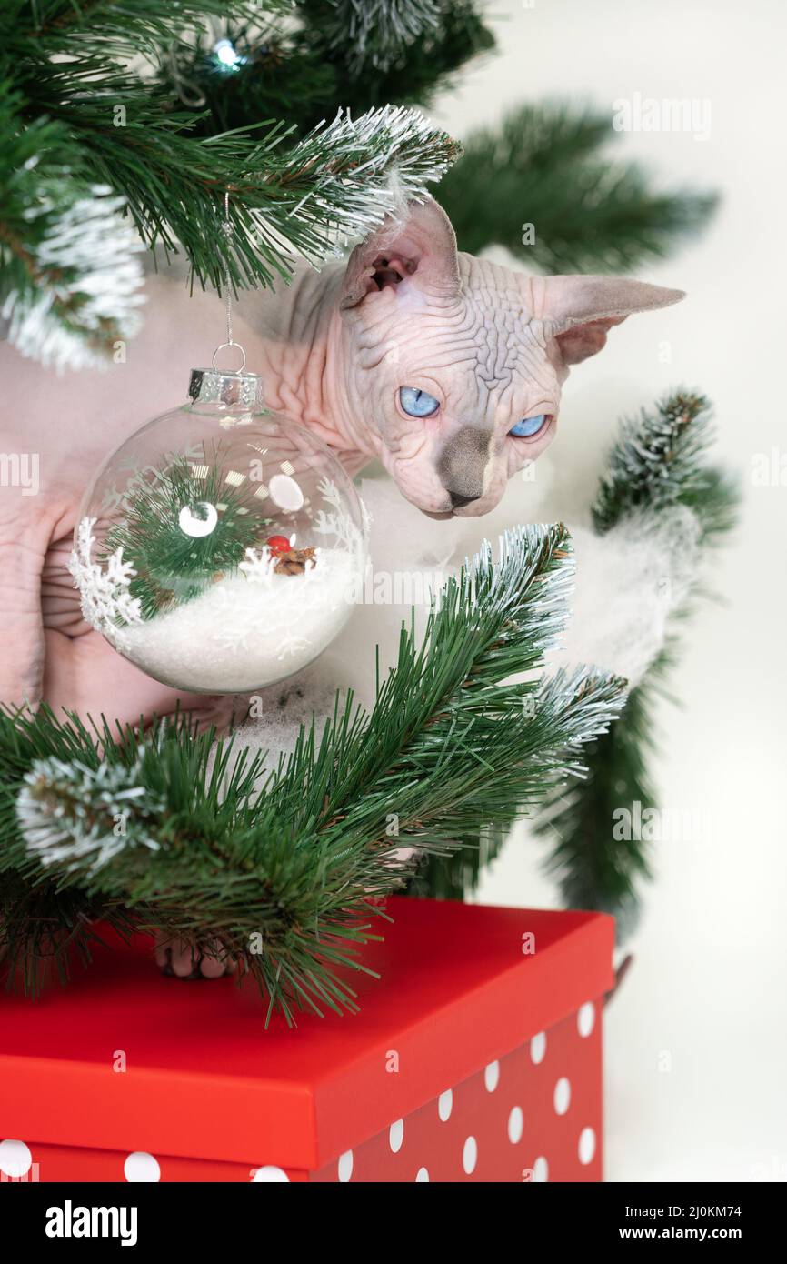 Sphynx cat christmas hi-res stock photography and images - Alamy