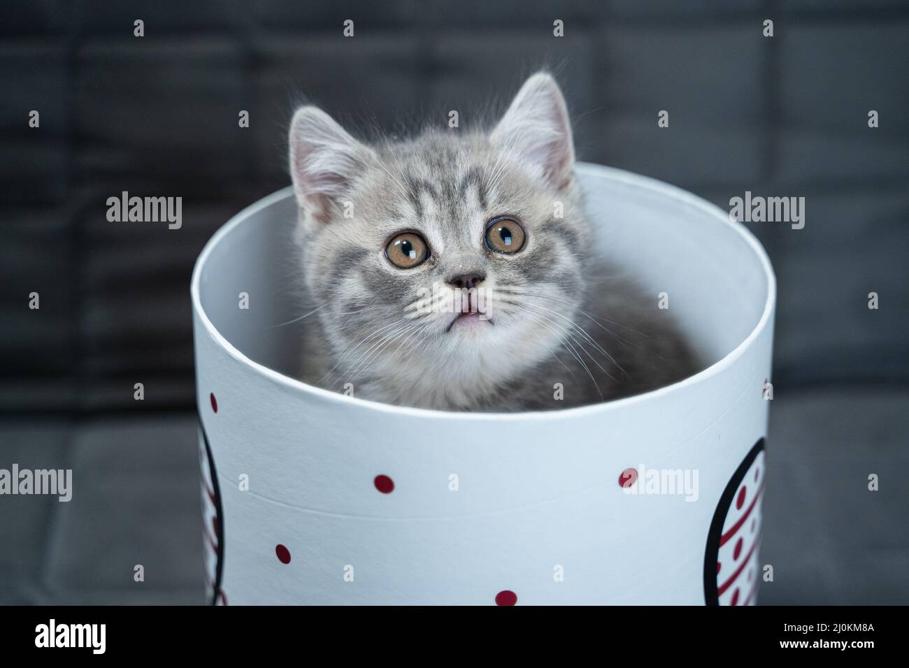 A cheerful kitten plays with a gift box looking in and out of it back ...