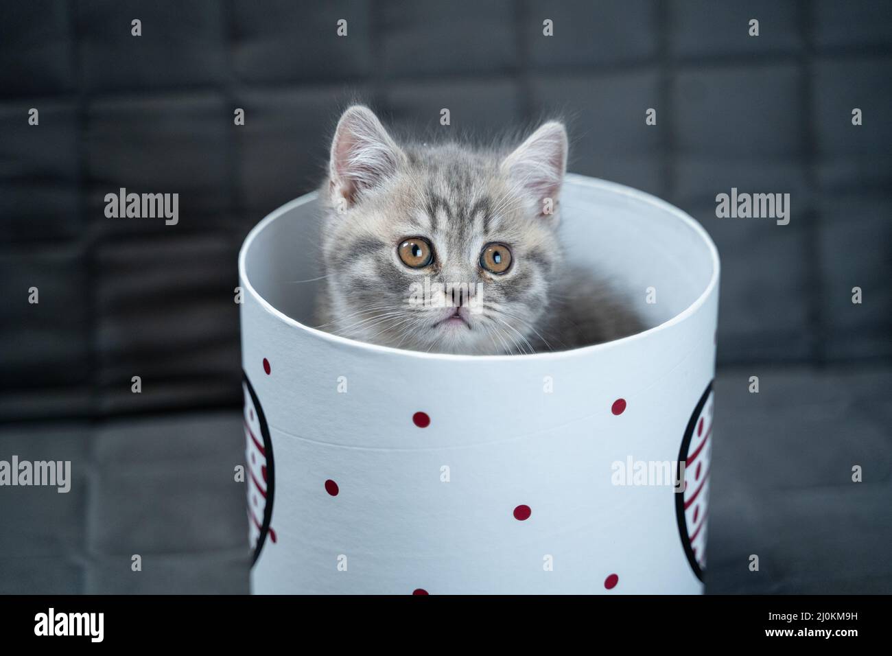 A cheerful kitten plays with a gift box looking in and out of it back ...
