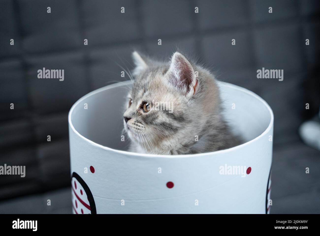 A cheerful kitten plays with a gift box looking in and out of it back ...