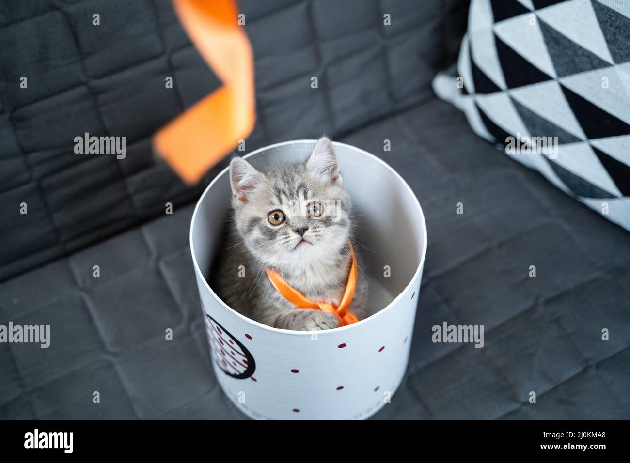 A cheerful kitten plays with a gift box looking in and out of it back ...
