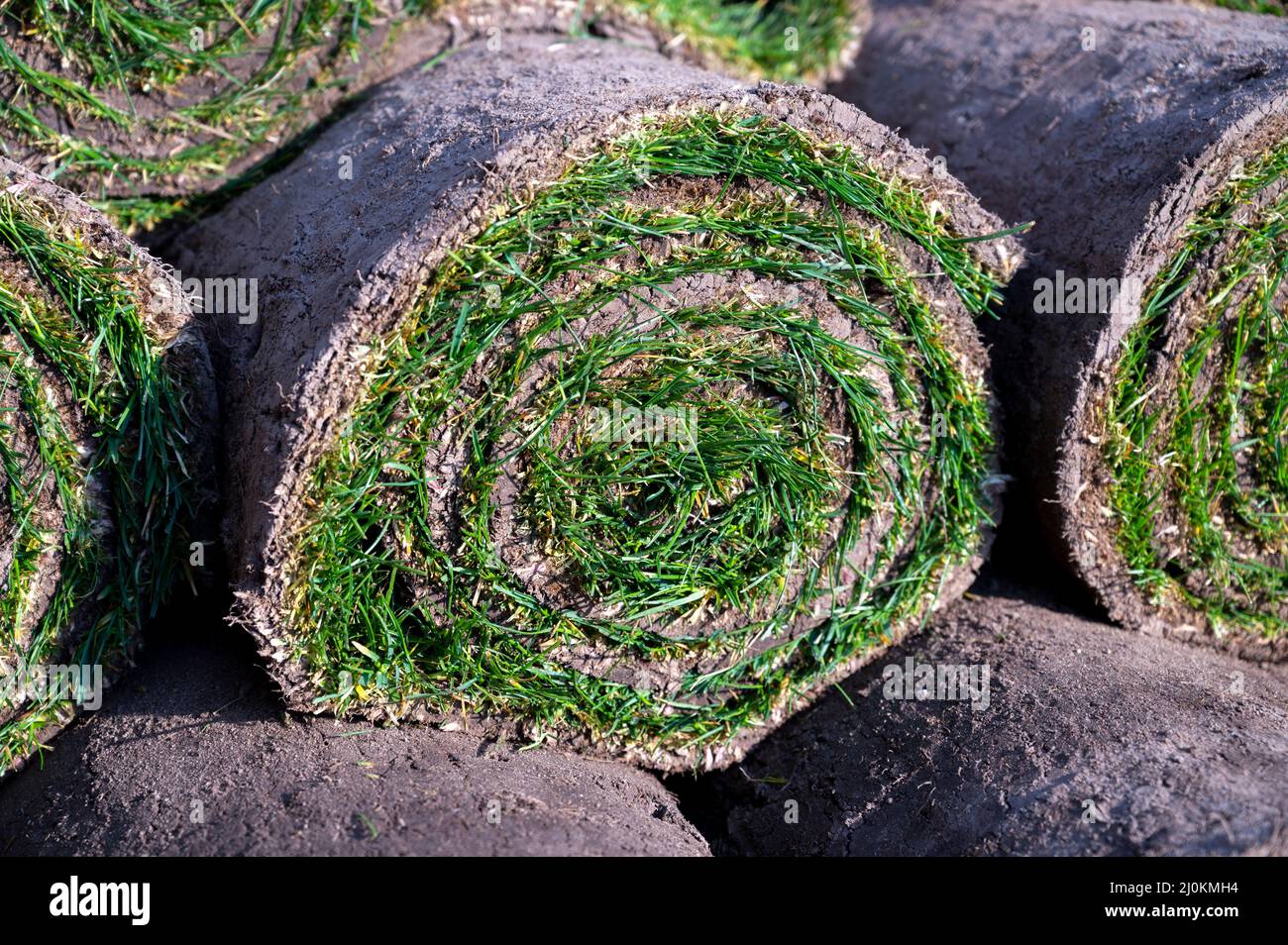 Garden reconstruction works in progress, new green plants ready for ...