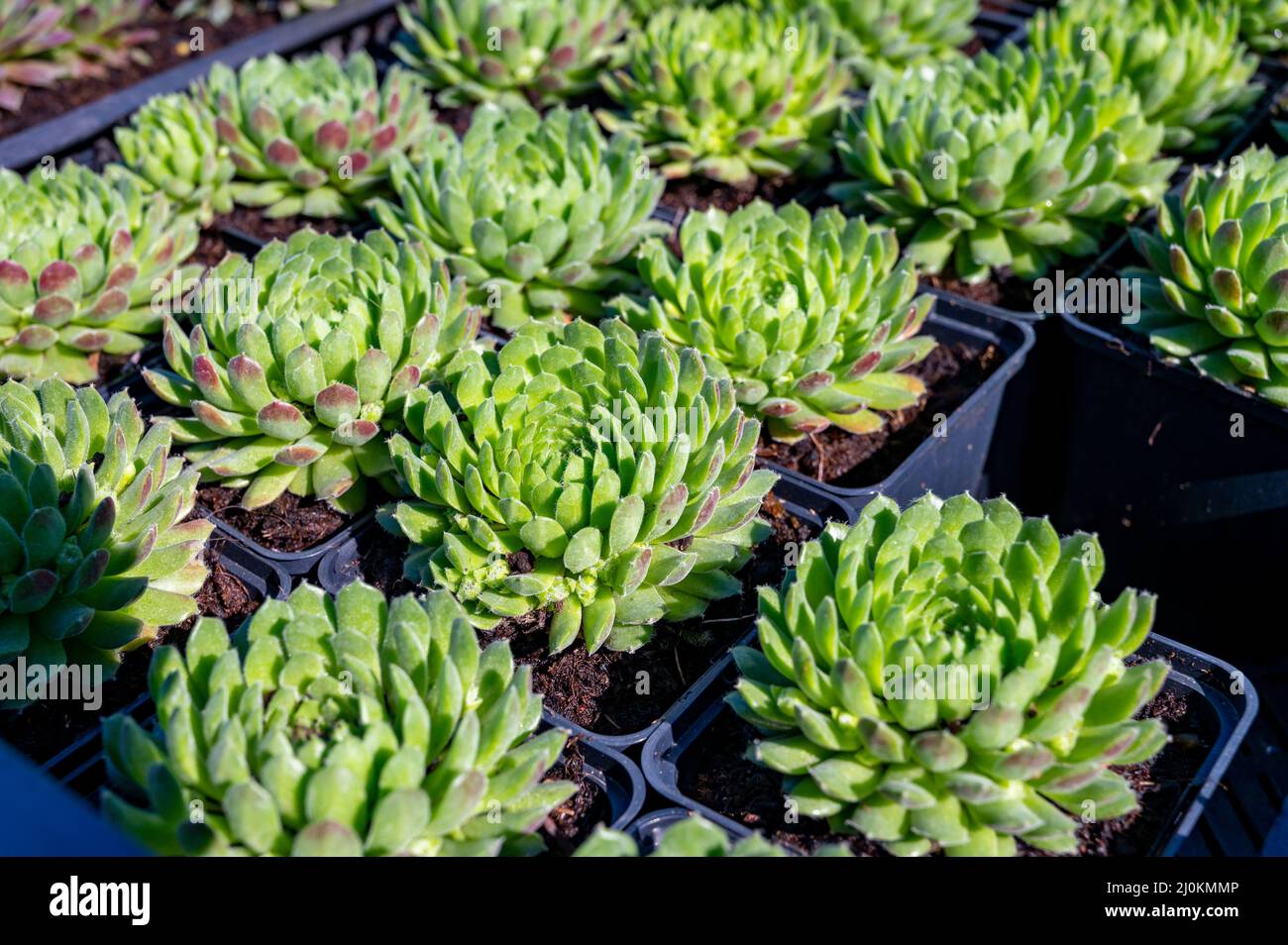 Variety of sempervivum succulent plants for garden landscape alpine ...