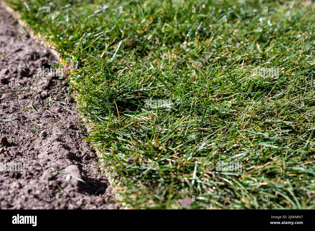 Making of natural green lawn in garden with rolls of green grass ...