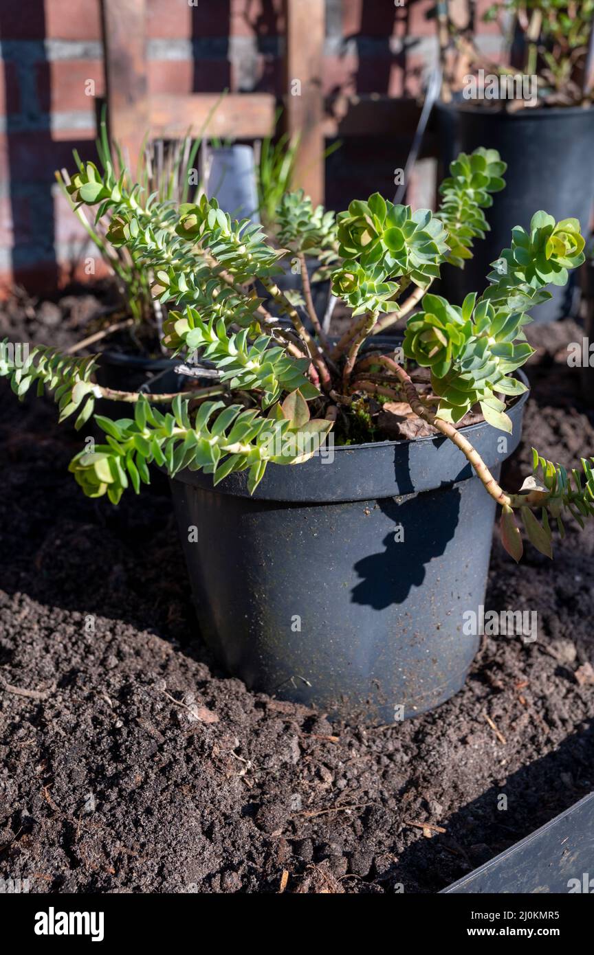 Garden reconstruction works in progress, new green plants ready for ...