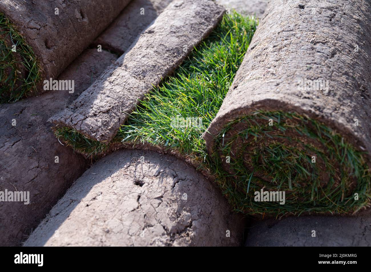 Garden reconstruction works in progress, new green plants ready for ...