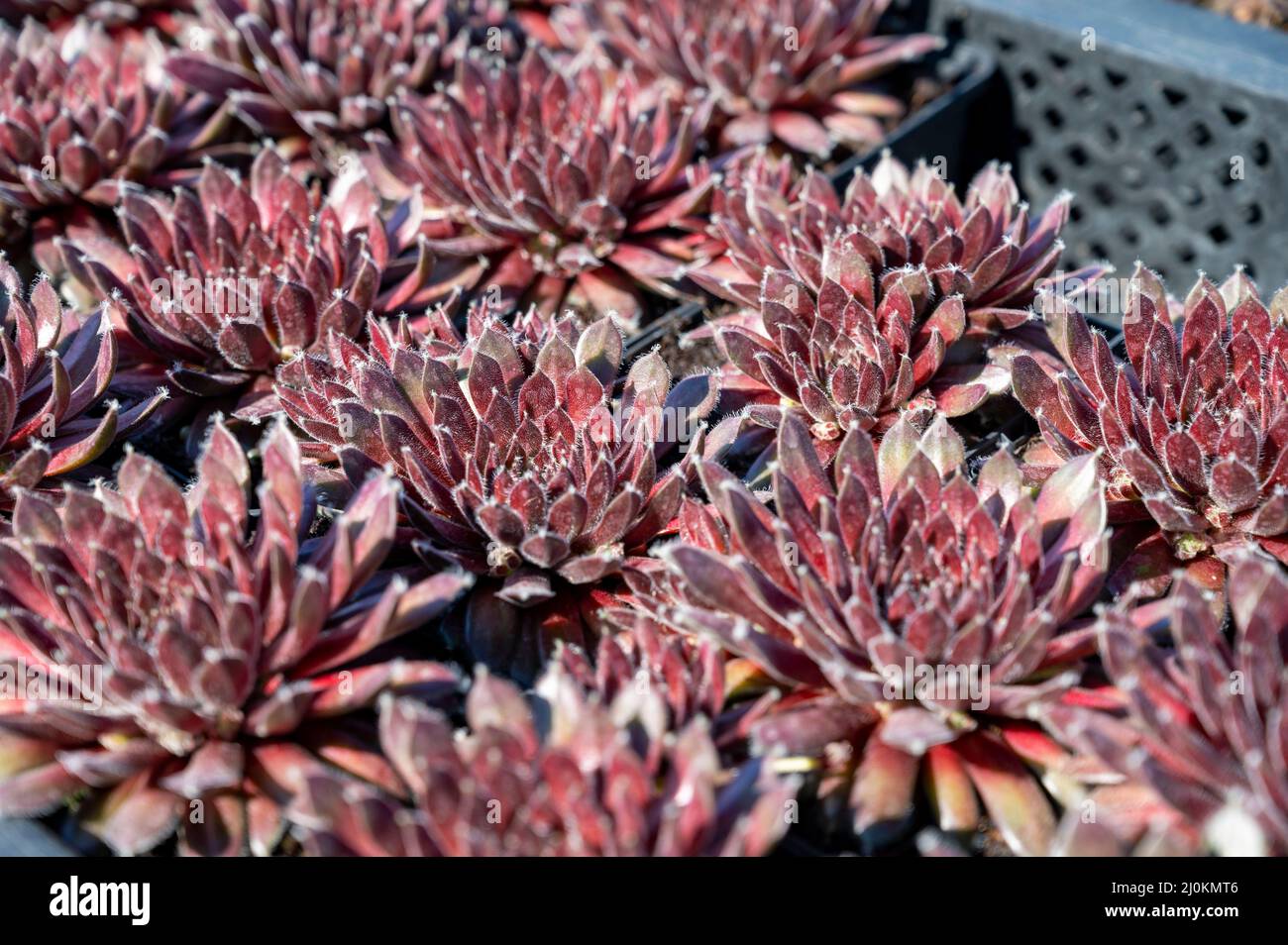 Variety of sempervivum succulent plants for garden landscape alpine ...