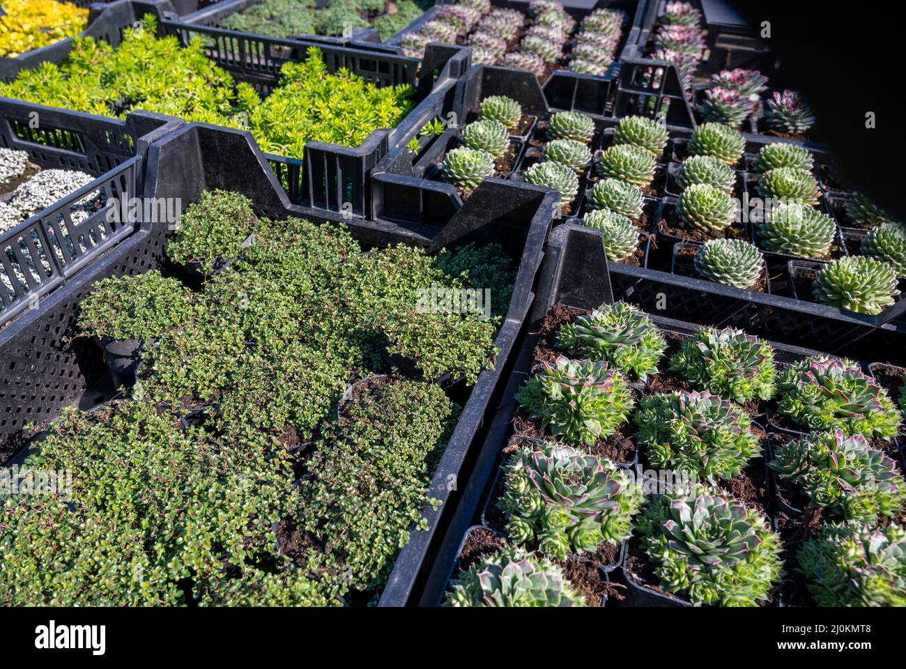 Variety of sempervivum succulent plants for garden landscape alpine ...