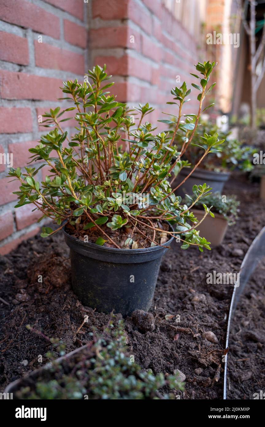 Garden reconstruction works in progress, new green plants ready for ...