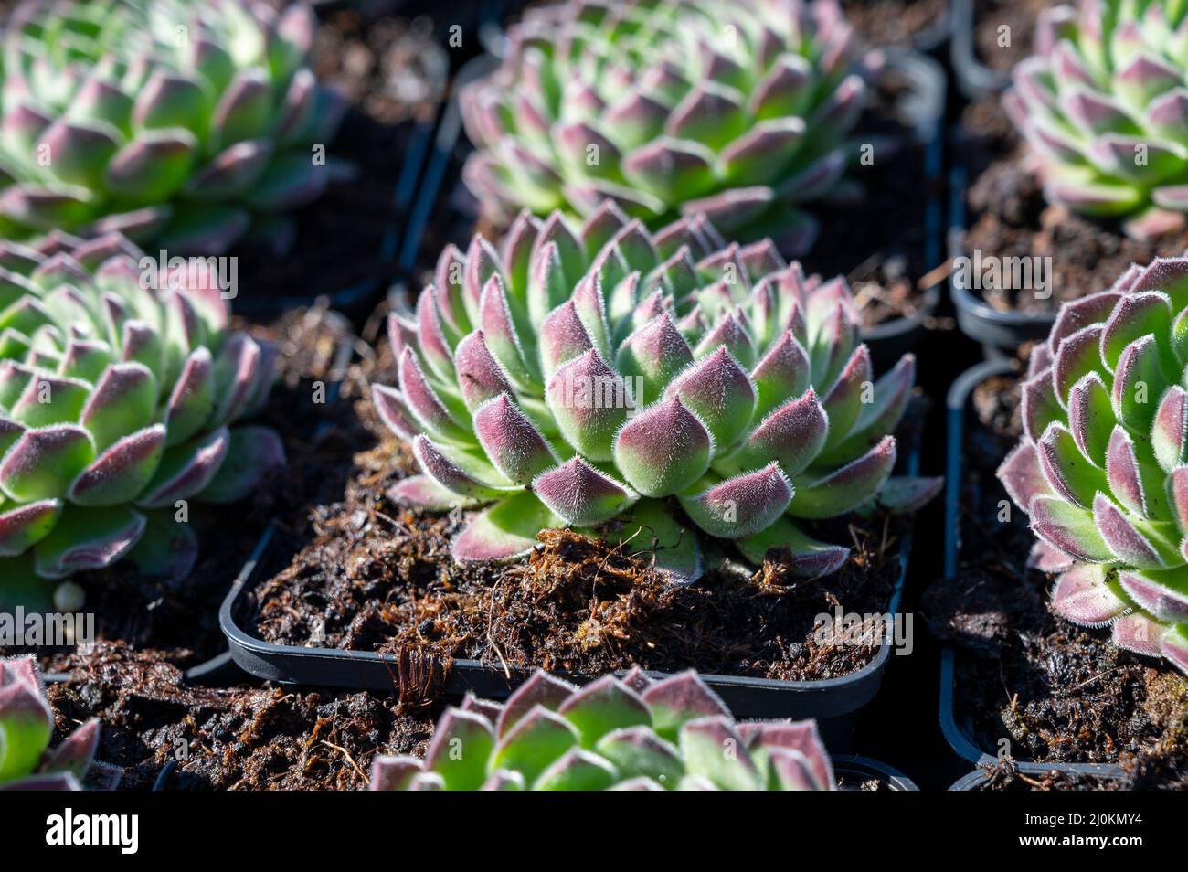 Variety of sempervivum succulent plants for garden landscape alpine ...