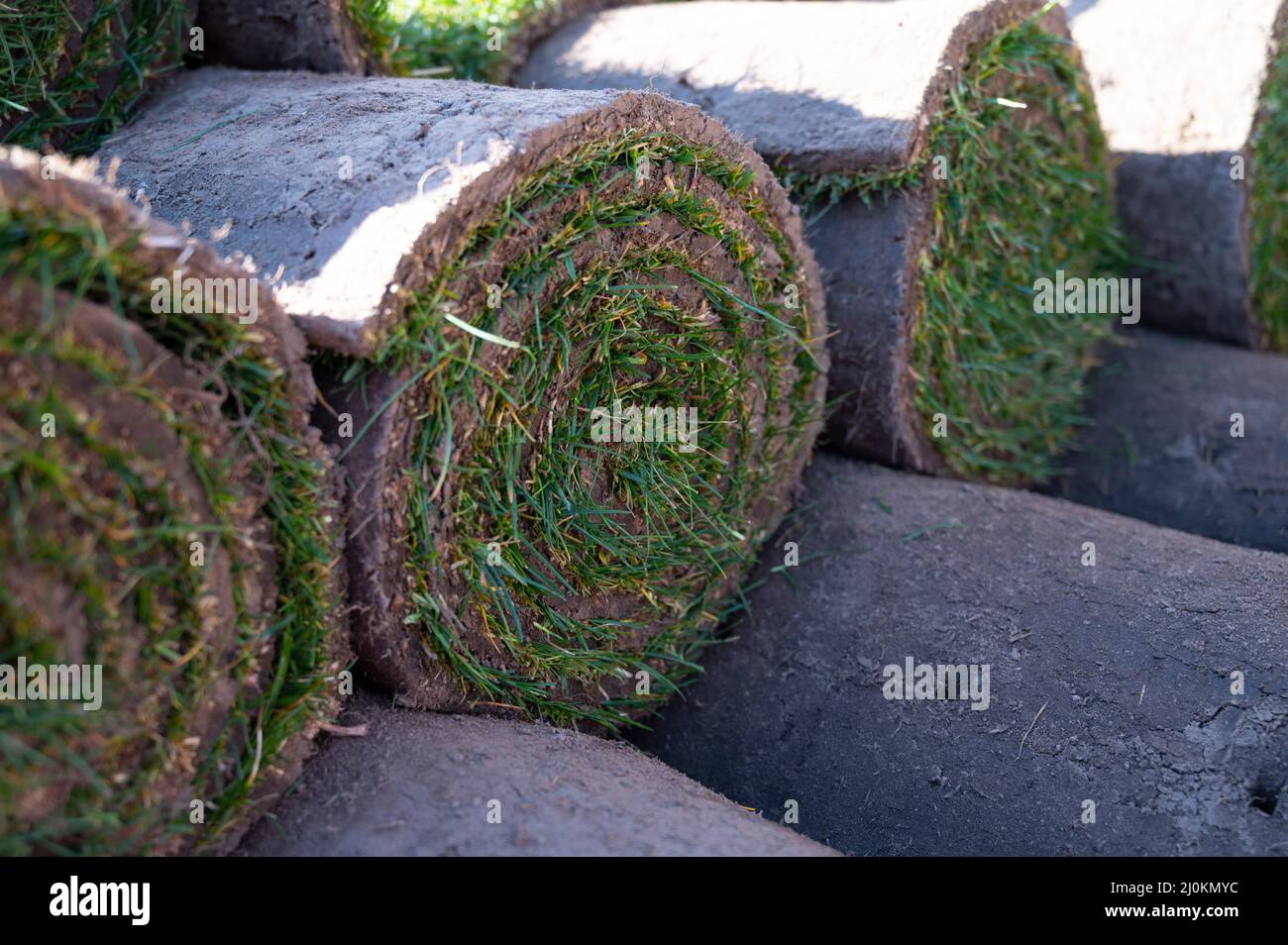 Garden reconstruction works in progress, new green plants ready for ...