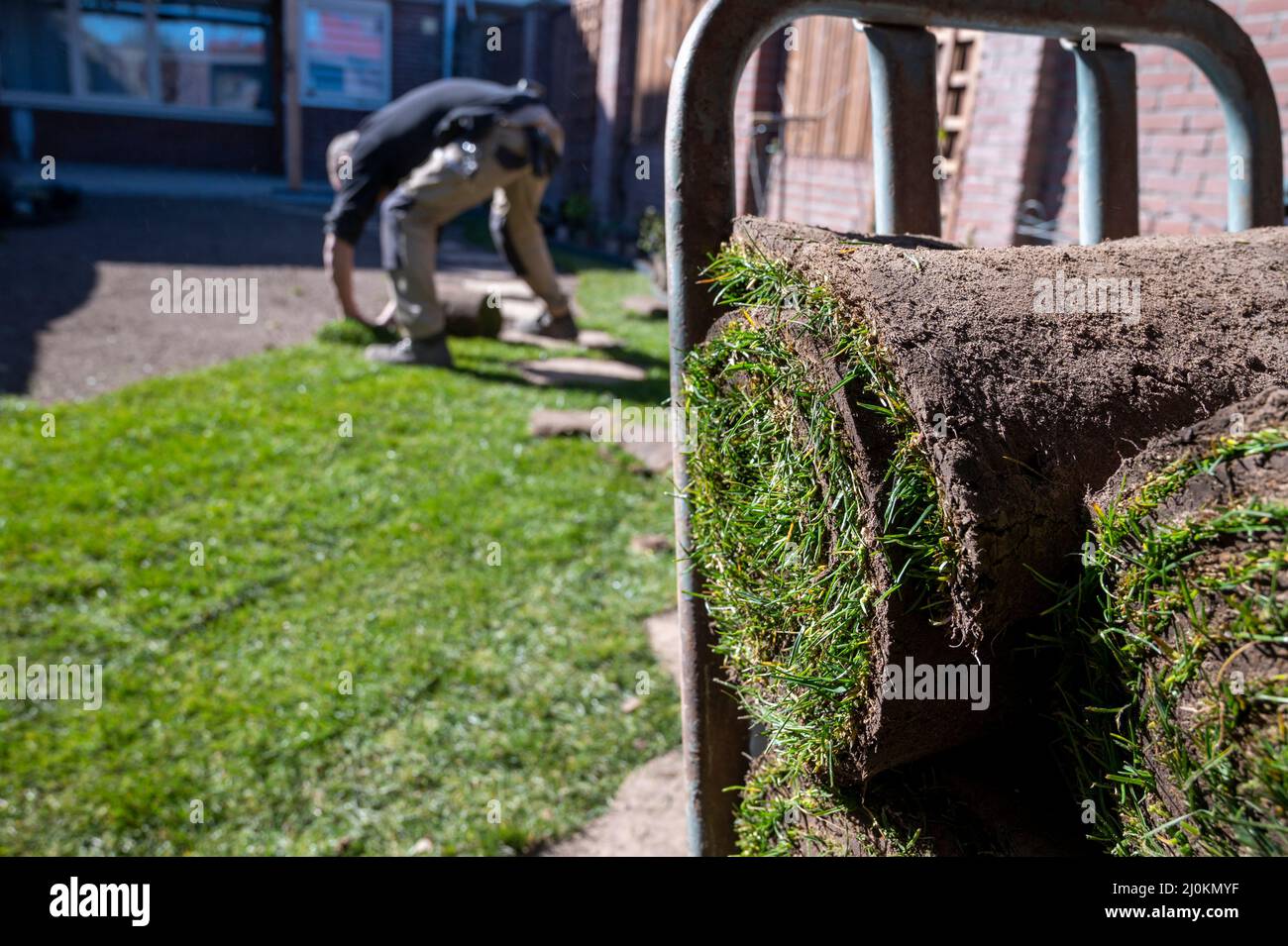Making of natural green lawn in garden with rolls of green grass ...