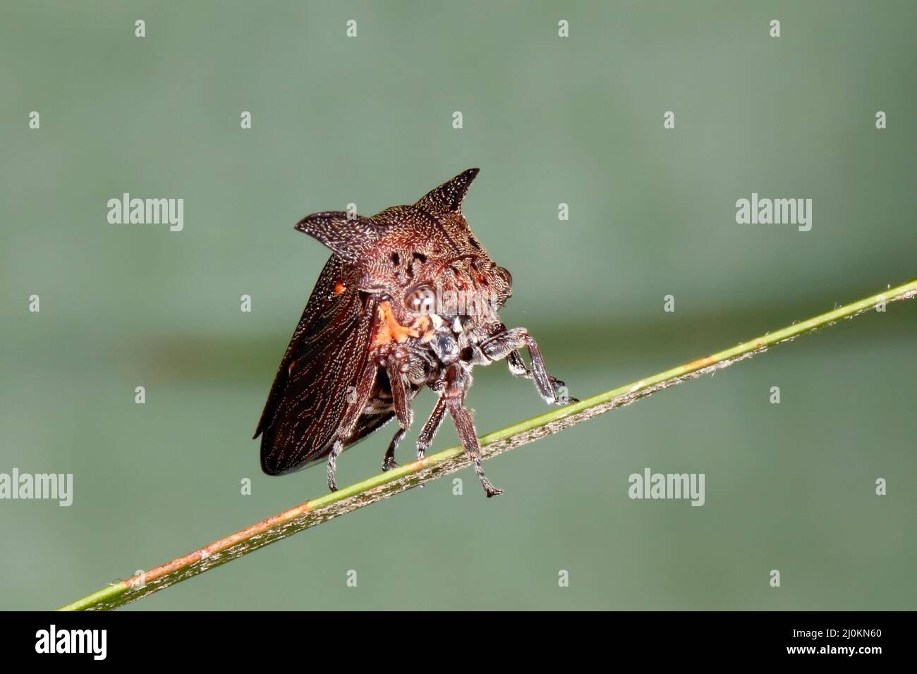 Nsw insects hi-res stock photography and images - Alamy