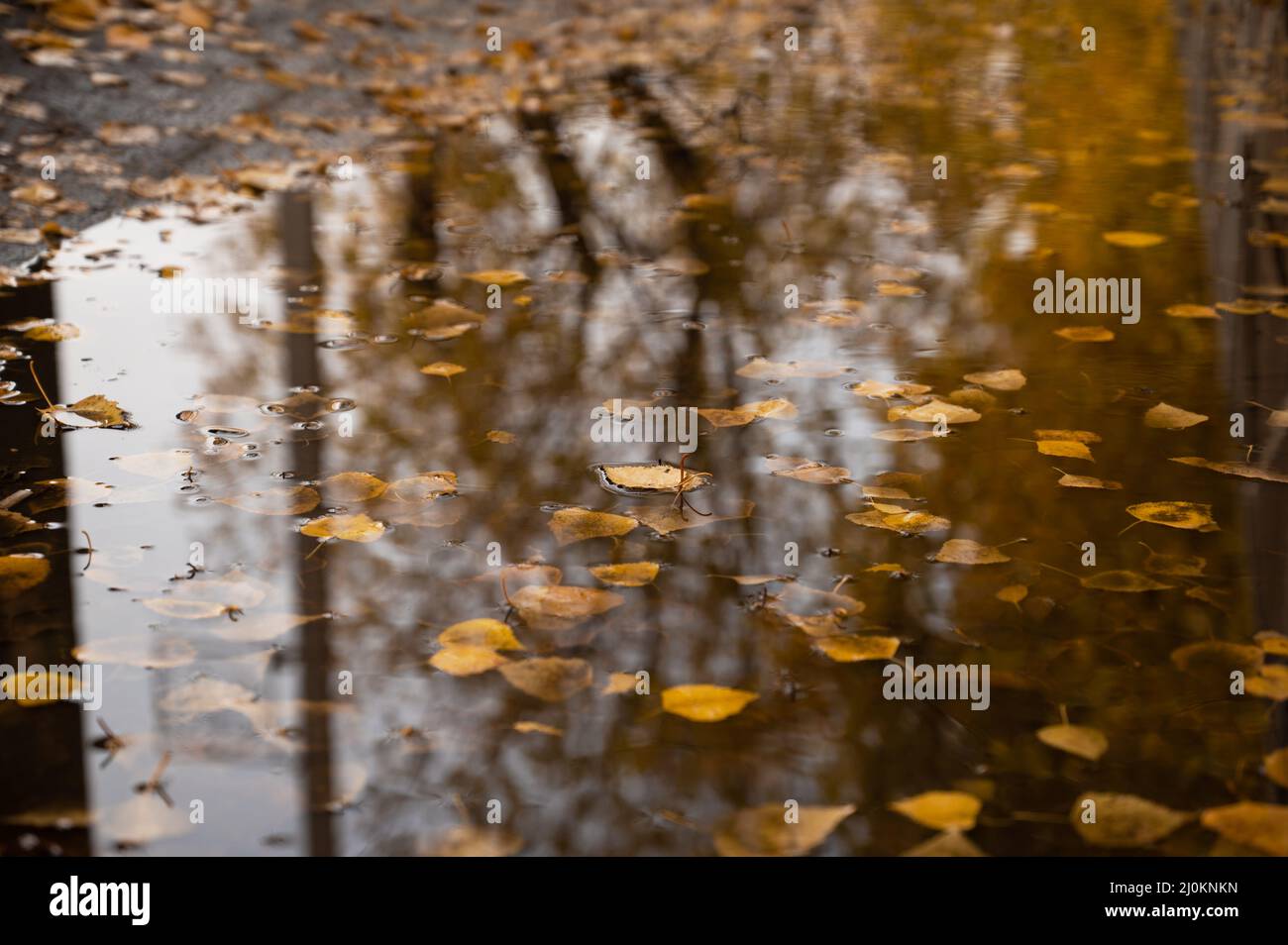 Autumn leaves on water background in puddle Stock Photo - Alamy
