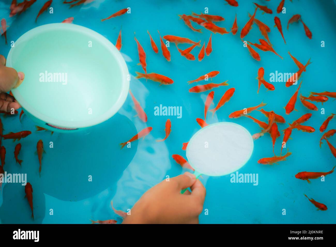 Goldfish scooping hi-res stock photography and images - Alamy