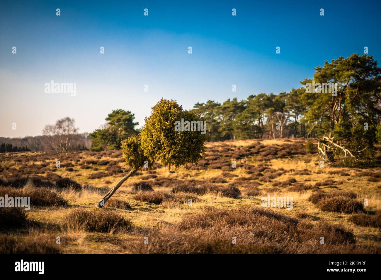 The westruper heide hi-res stock photography and images - Alamy