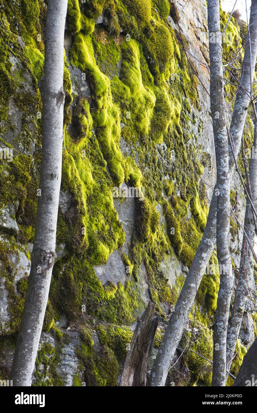 Small trees for texture hi-res stock photography and images - Alamy