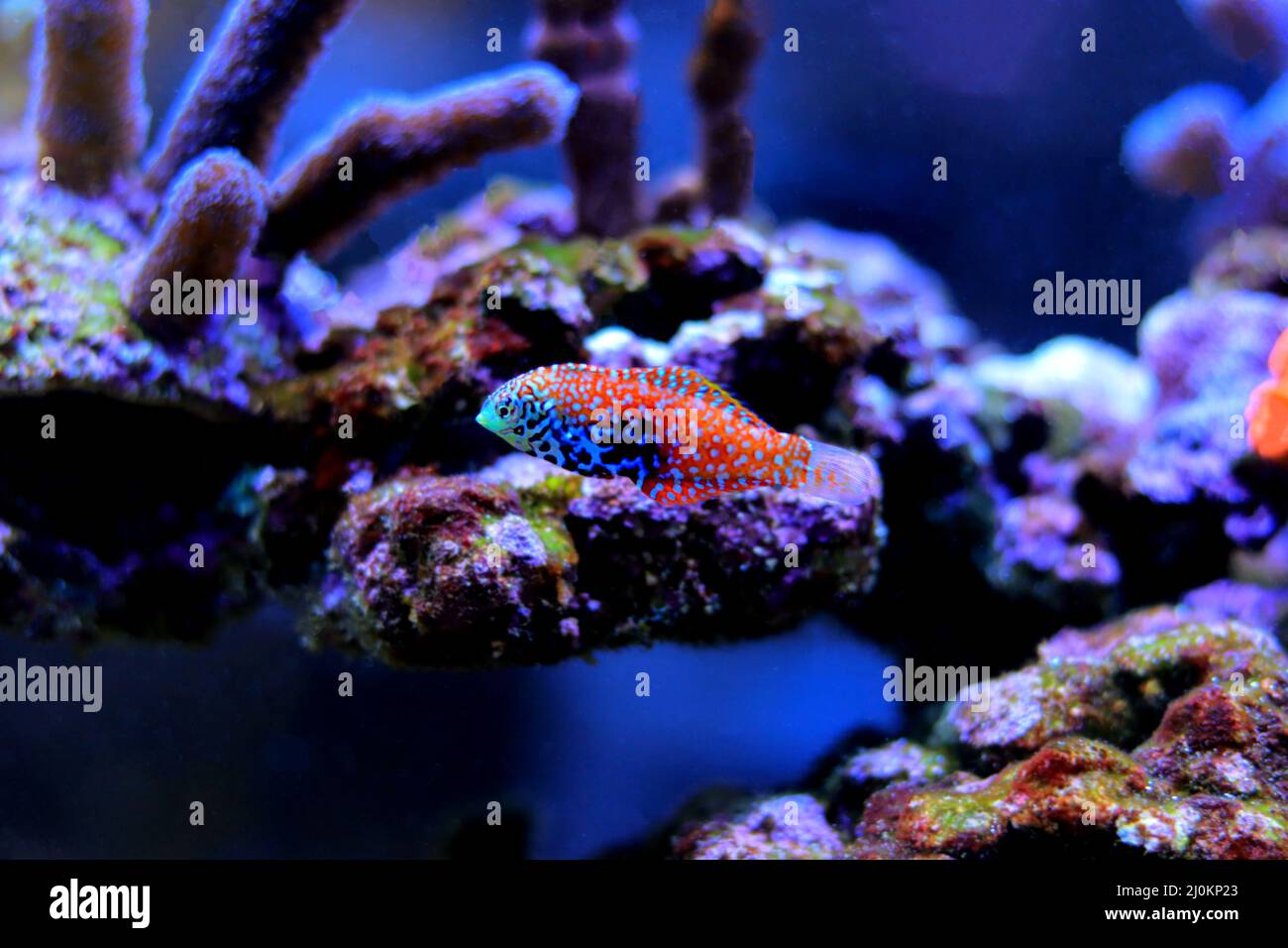 Blue Star Leopard Wrasse - (Macropharyngodon bipartitus Stock Photo - Alamy