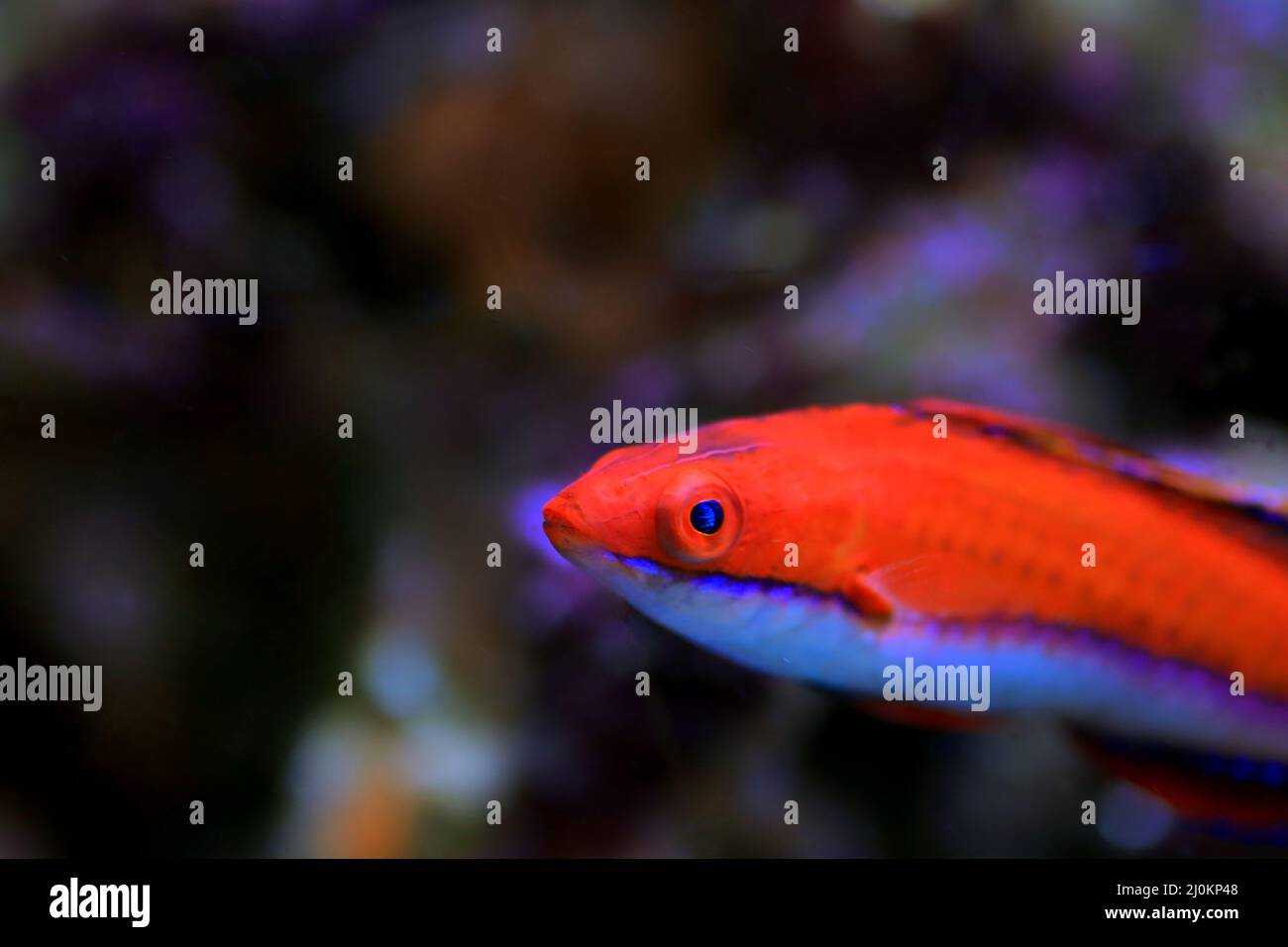 Red fin fairy wrasse hi-res stock photography and images - Alamy