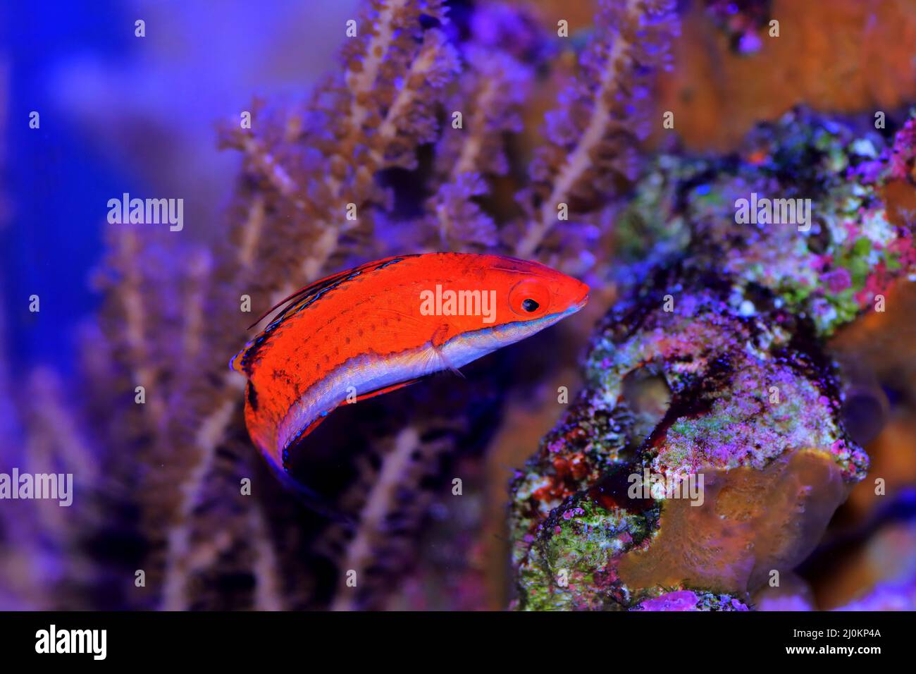 Red fin fairy wrasse hi-res stock photography and images - Alamy