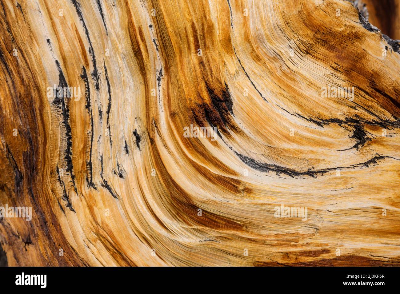 Maple tree cortex texture hi-res stock photography and images - Alamy