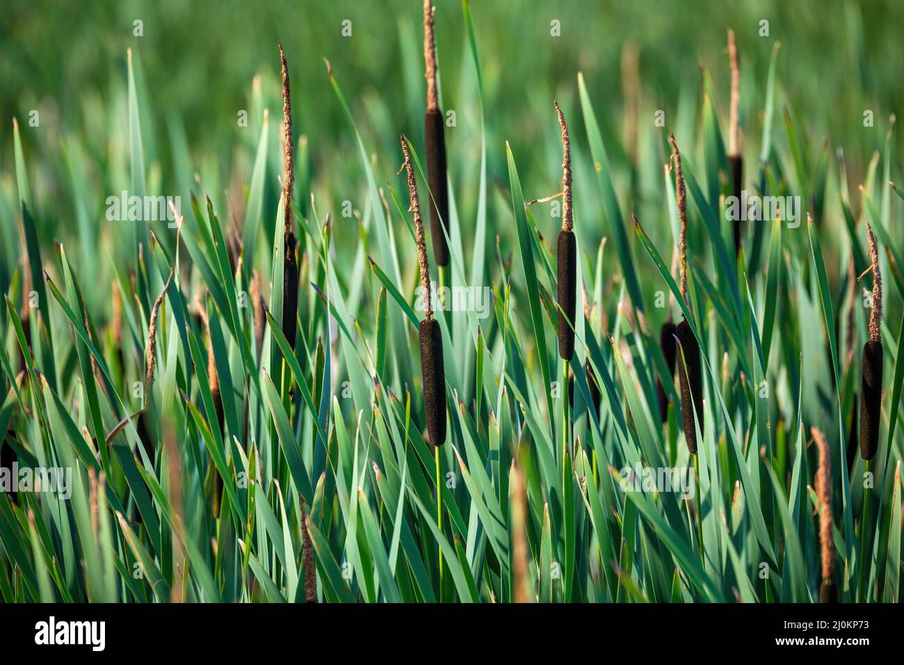 Reed reeds reedmace hi-res stock photography and images - Alamy