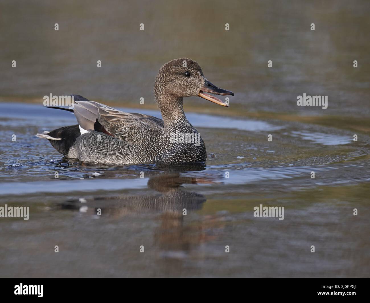 Gadwall male drake hi-res stock photography and images - Alamy